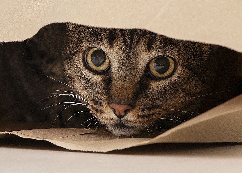 10 Bons Réflexes pour Retrouver un Chat Perdu – Zanimax.tn