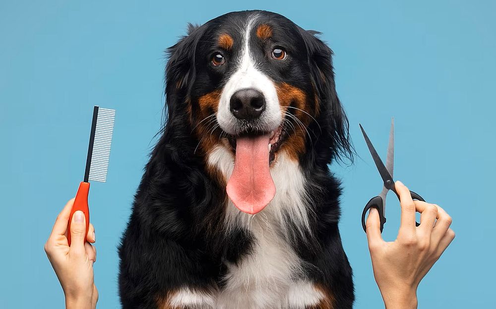 Conseils Essentiels pour Entretenir le Pelage de Votre Chien – Zanimax.tn